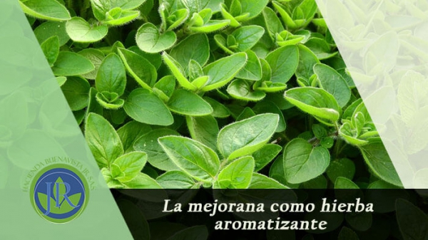 La mejorana como hierba aromatizante – Hacienda Buenavista